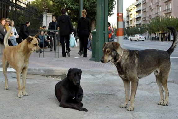 ΣΚΟΤΩΣΕ ΜΕ ΤΟ ΔΙΚΙΟ ΤΟΥ Ο ΠΑΠΑΣ | Apodytiriakias.gr