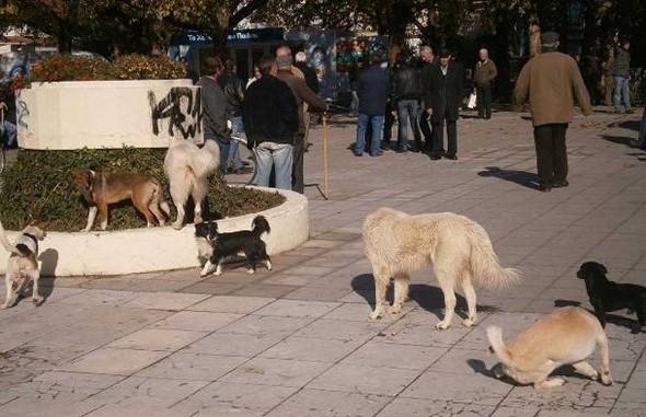 ΑΔΕΣΠΟΤΑ ΣΚΥΛΙΑ ΣΤΗ ΧΩΡΑ ΤΩΝ ΑΔΕΣΠΟΤΩΝ ΚΑΤΟΙΚΩΝ | Apodytiriakias.gr