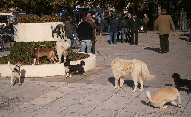 ΑΔΕΣΠΟΤΑ ΣΚΥΛΙΑ ΣΤΗ ΧΩΡΑ ΤΩΝ ΑΔΕΣΠΟΤΩΝ ΚΑΤΟΙΚΩΝ | Apodytiriakias.gr