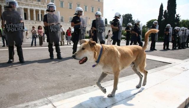 ΤΑ ΣΚΥΛΙΑ ΤΟΥ ΠΑΒΛΩΦ | Apodytiriakias.gr